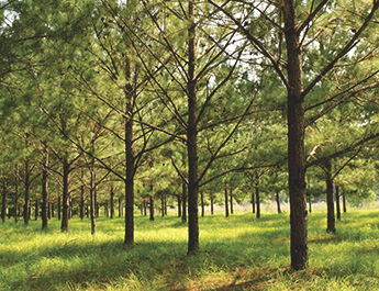 Forestry Company | Forest Management & Timber | Rayonier