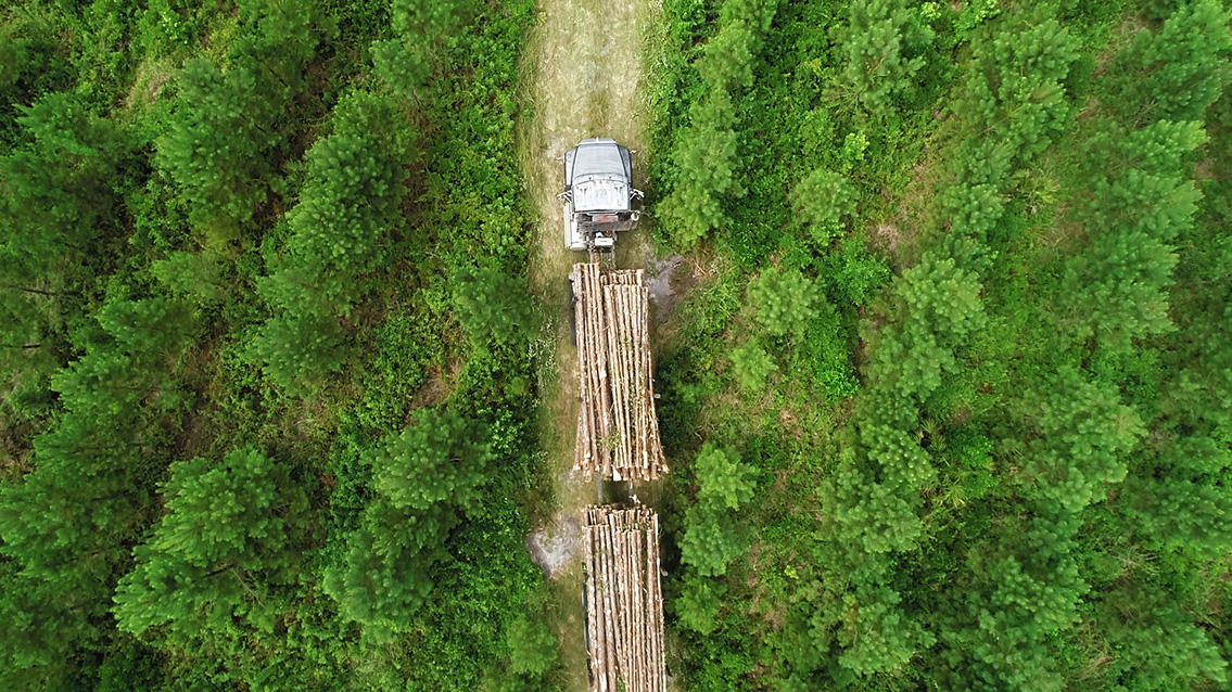 What is Thinning Trees and Why Do Foresters Do It? | Rayonier