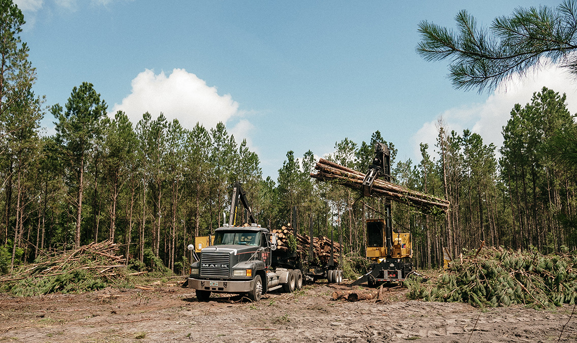 What is Thinning Trees and Why Do Foresters Do It? | Rayonier
