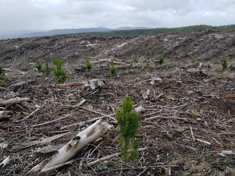 How Rayonier Plants Trees in the U.S. and New Zealand