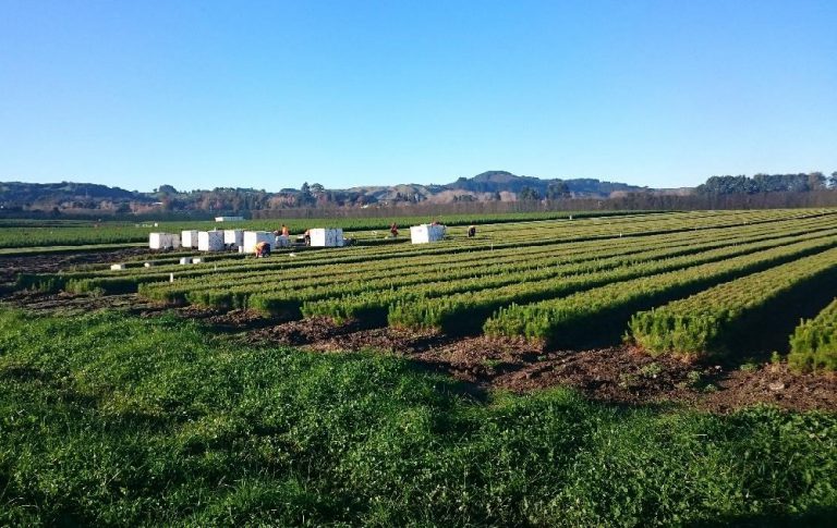 How Rayonier Plants Trees in the U.S. and New Zealand