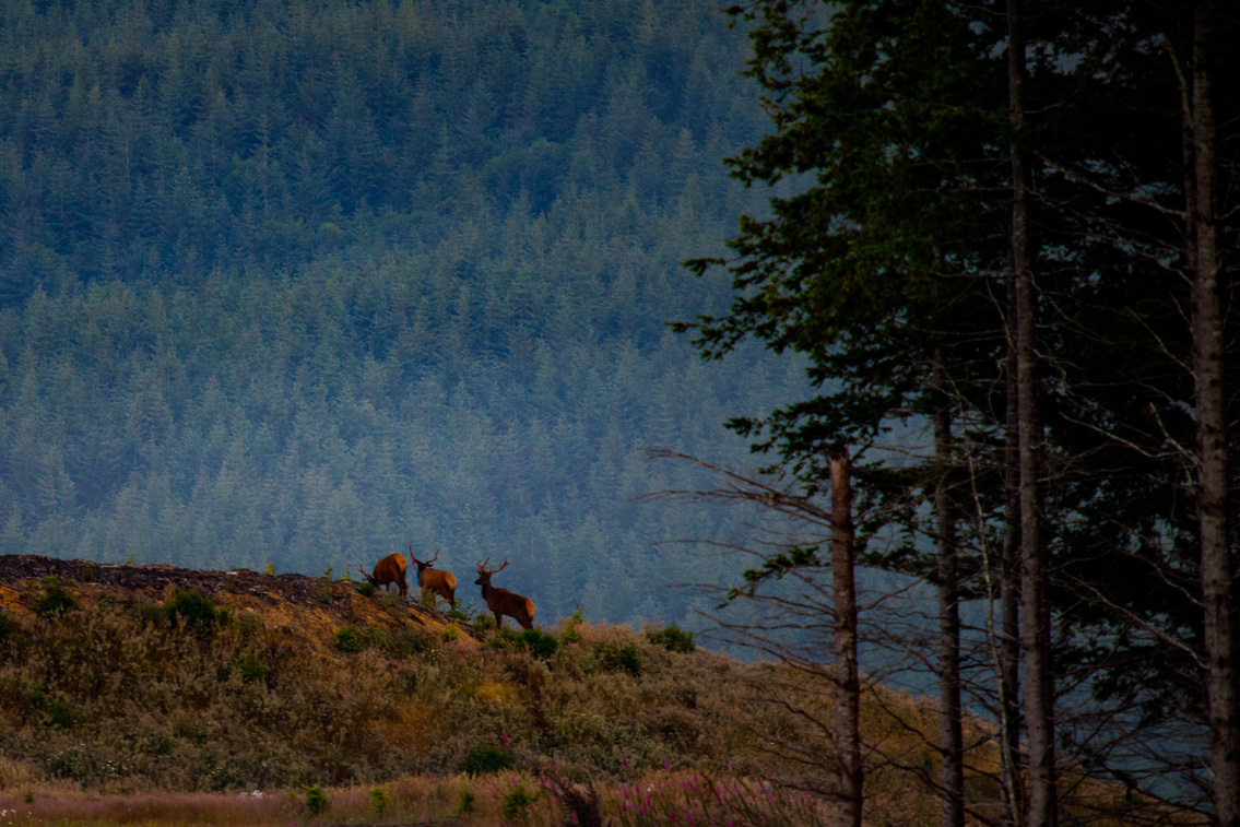 Wildfire Prevention in Sustainable Forestry | Rayonier Stories