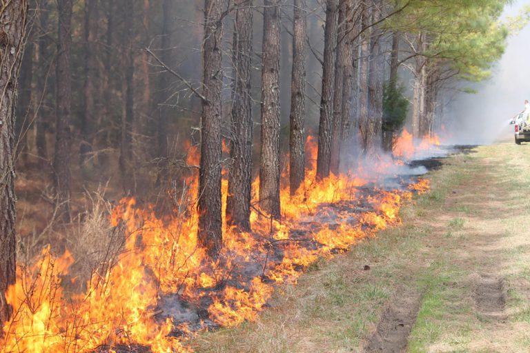 AAMU FireDawgs Fight and Prevent Alabama Wildfires | Rayonier Stories