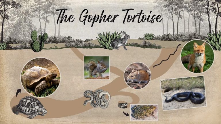 Foresters Build Plans Around Protecting Gopher Tortoises | Rayonier Stories
