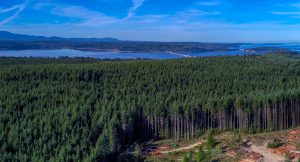 What is Sustainable Forestry? | Rayonier Stories