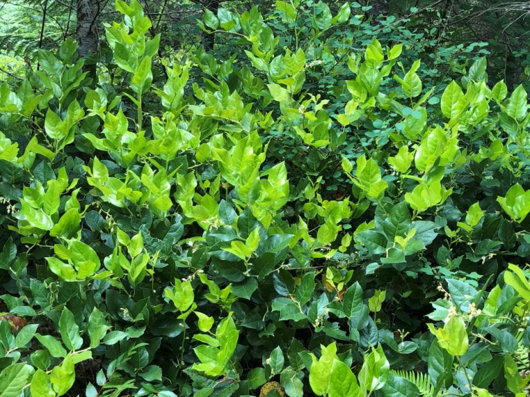 What Is Salal? Where It Grows & How It’s Responsibly Harvested