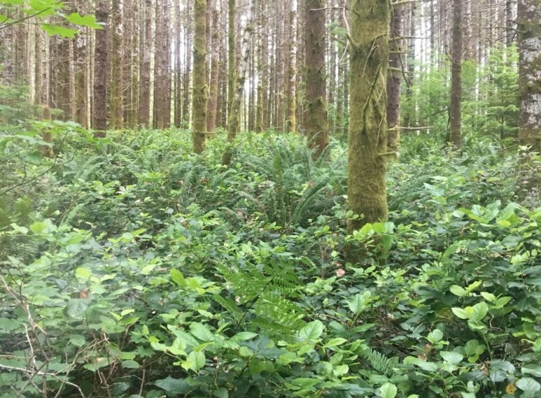 What Is Salal? Where It Grows & How It’s Responsibly Harvested