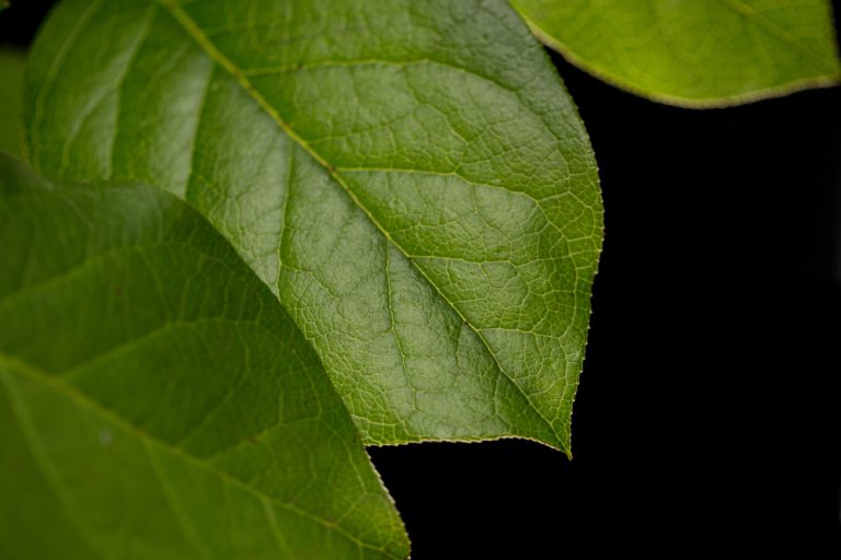What Is Salal? Where It Grows & How It’s Responsibly Harvested
