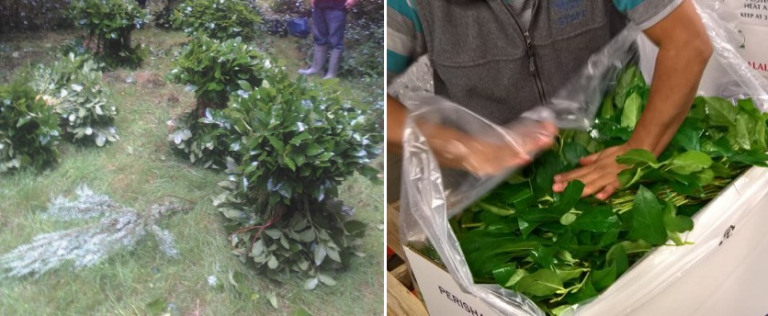 What Is Salal? Where It Grows & How It’s Responsibly Harvested