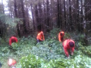 What Is Salal? Where It Grows & How It’s Responsibly Harvested